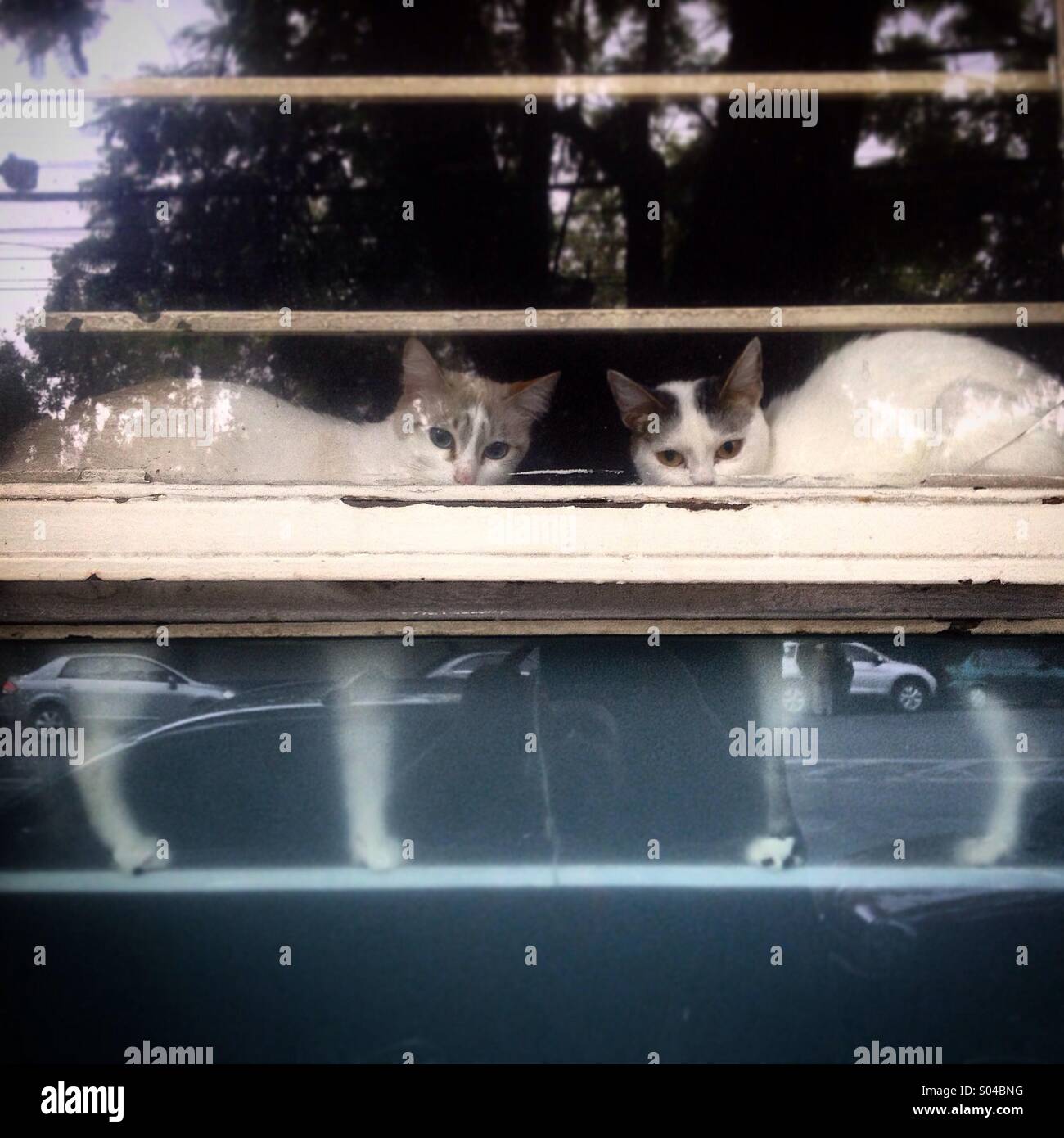 Two white cats stand on a window in Colonia Roma, Mexico City, Mexico ...