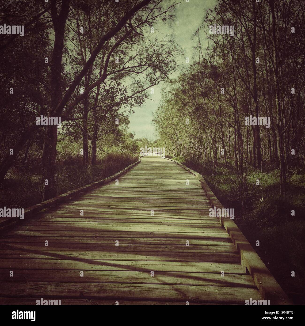 Wood path in forest Stock Photo - Alamy