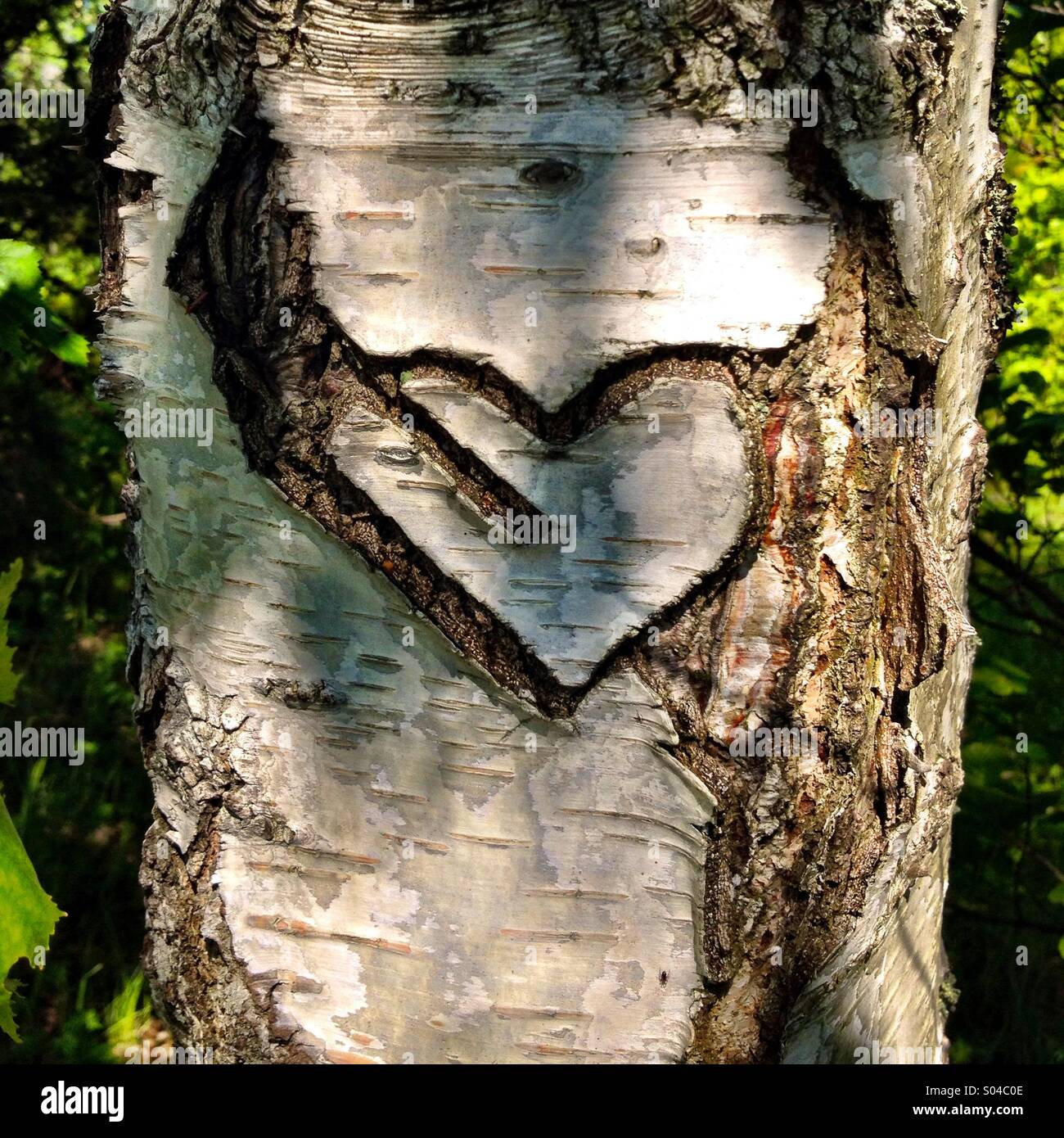 Bark heart hi-res stock photography and images - Alamy