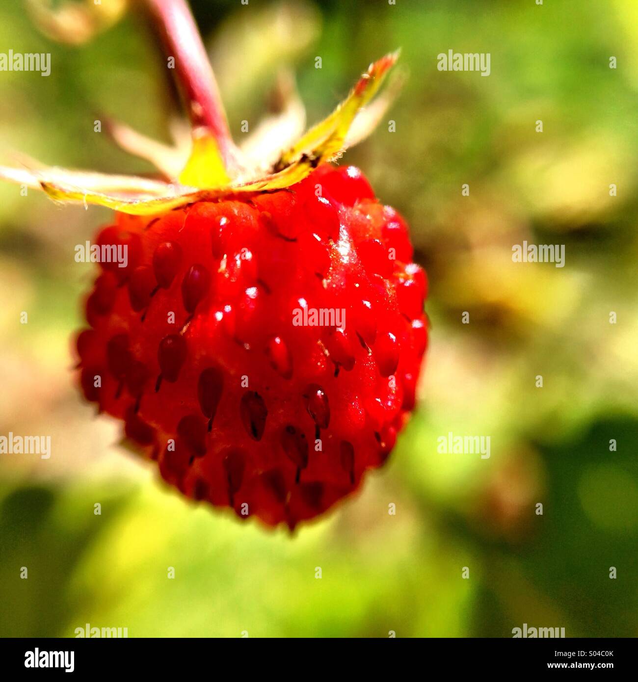Tiny wild strawberry Stock Photo - Alamy