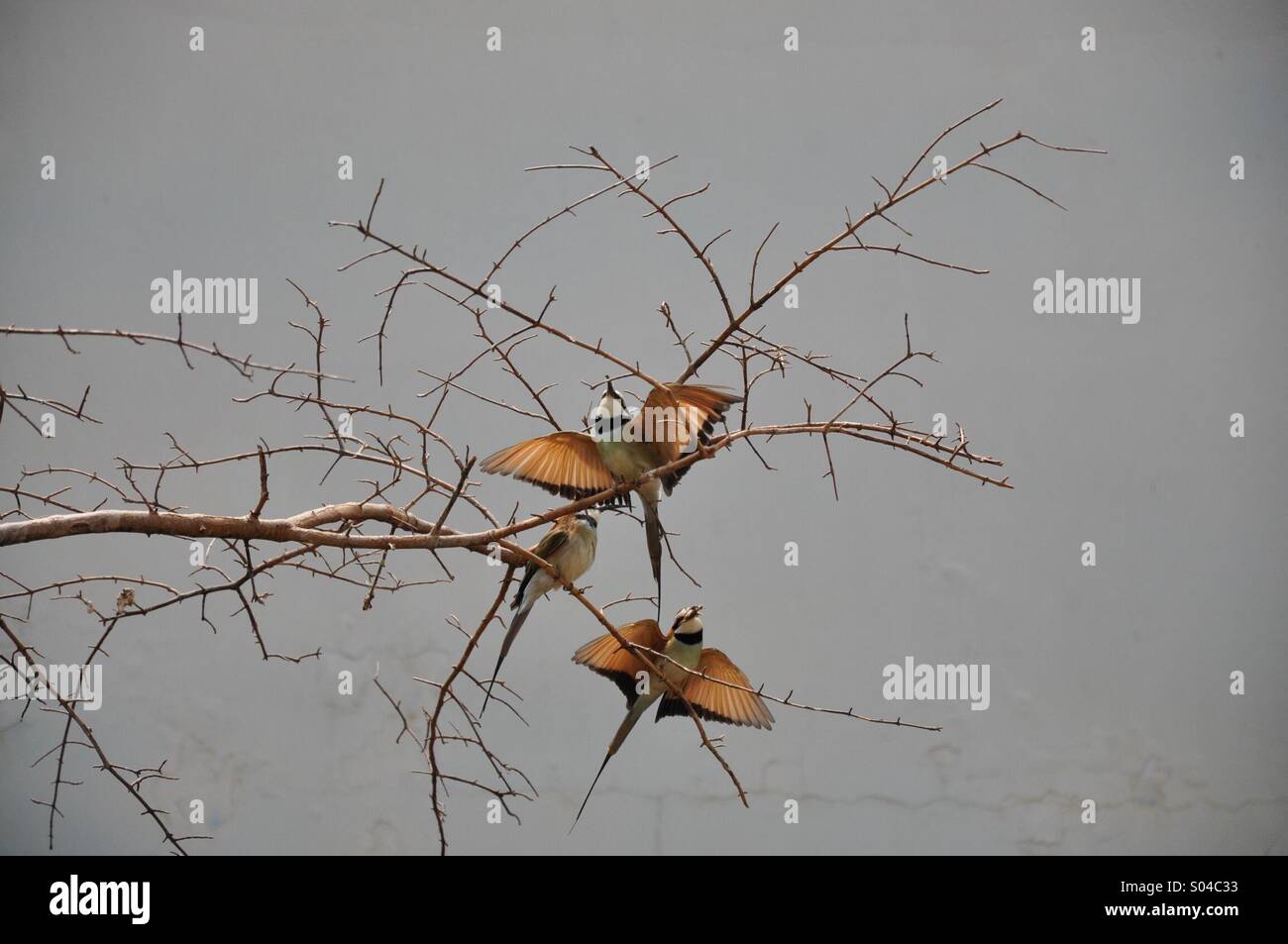 Birds on a branch Stock Photo - Alamy