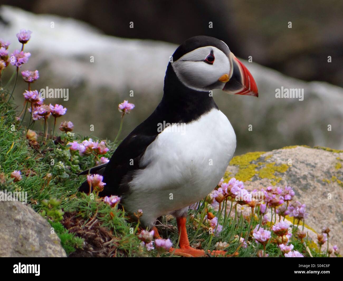 Puffin colour hi-res stock photography and images - Alamy