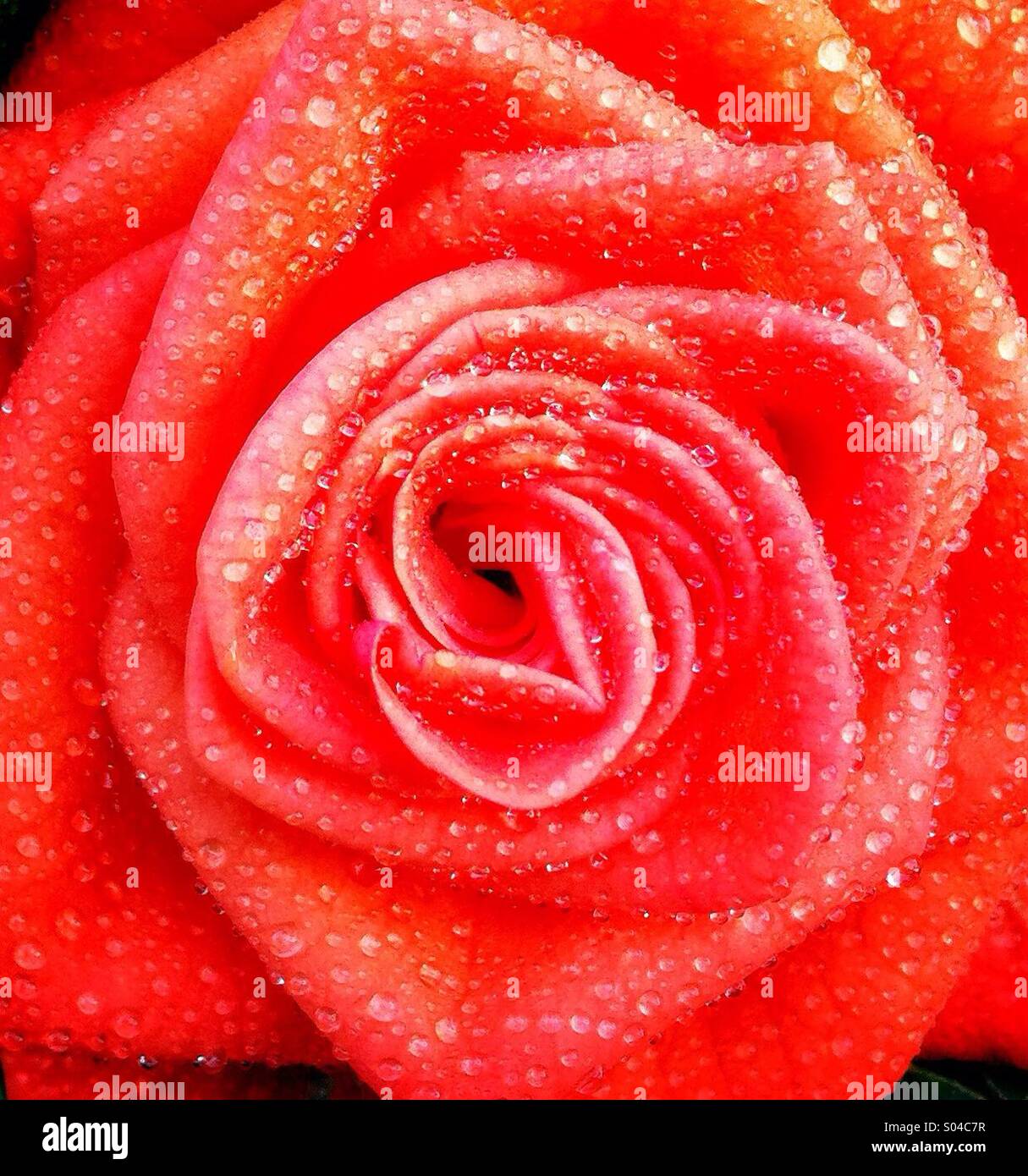 Wet rose petals hi-res stock photography and images - Alamy
