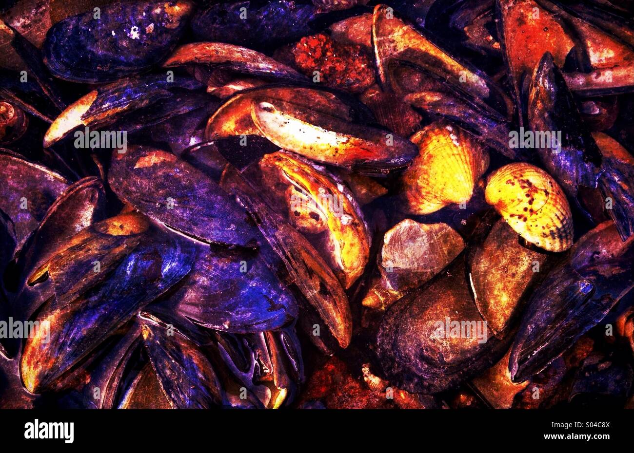 Cockle and mussel shells Stock Photo - Alamy
