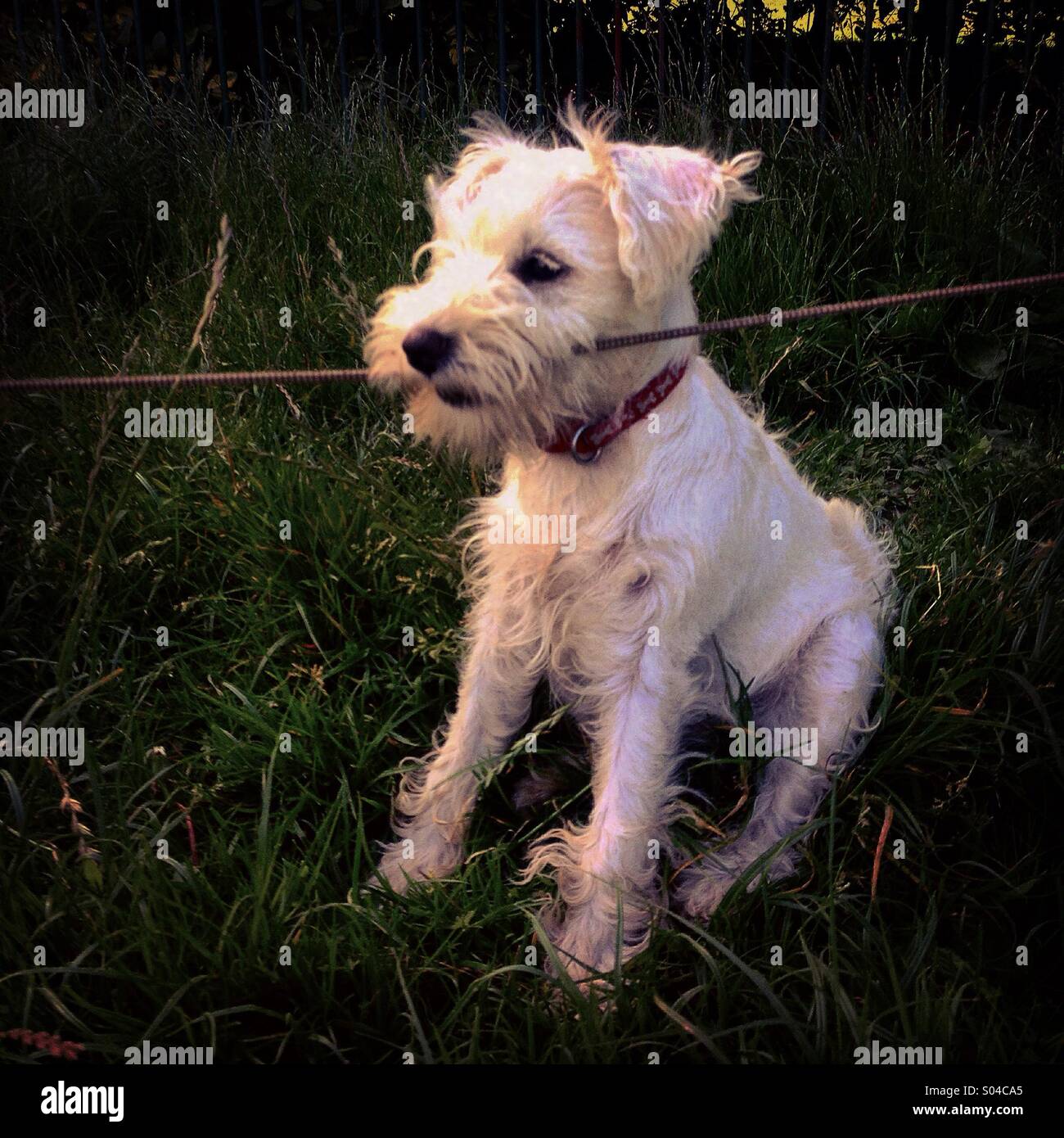 Biting lead hi-res stock photography and images - Alamy