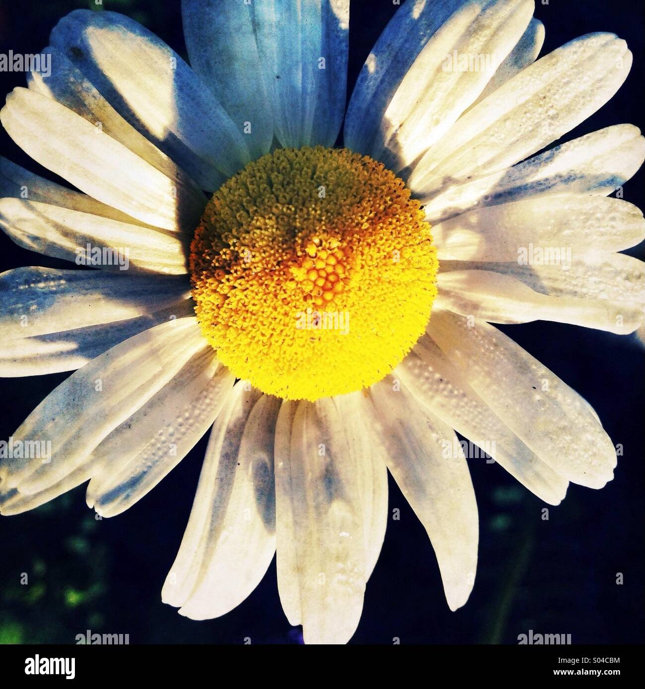 Daisy head hi-res stock photography and images - Alamy