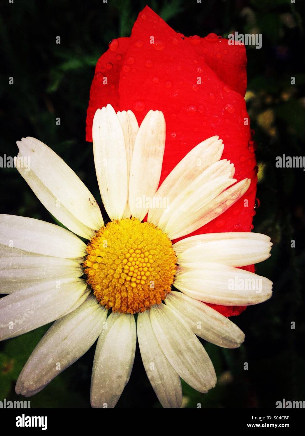 Daisy and poppy Stock Photo - Alamy
