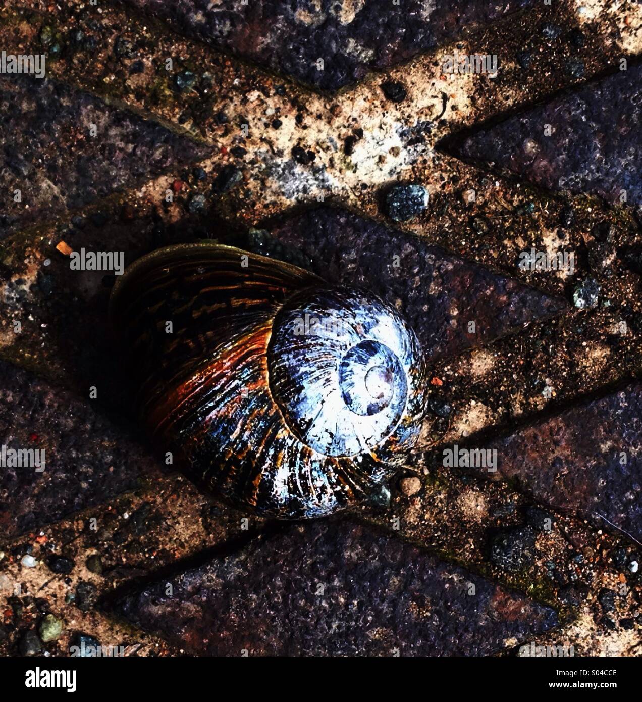 Snail on Drain Cover Stock Photo - Alamy