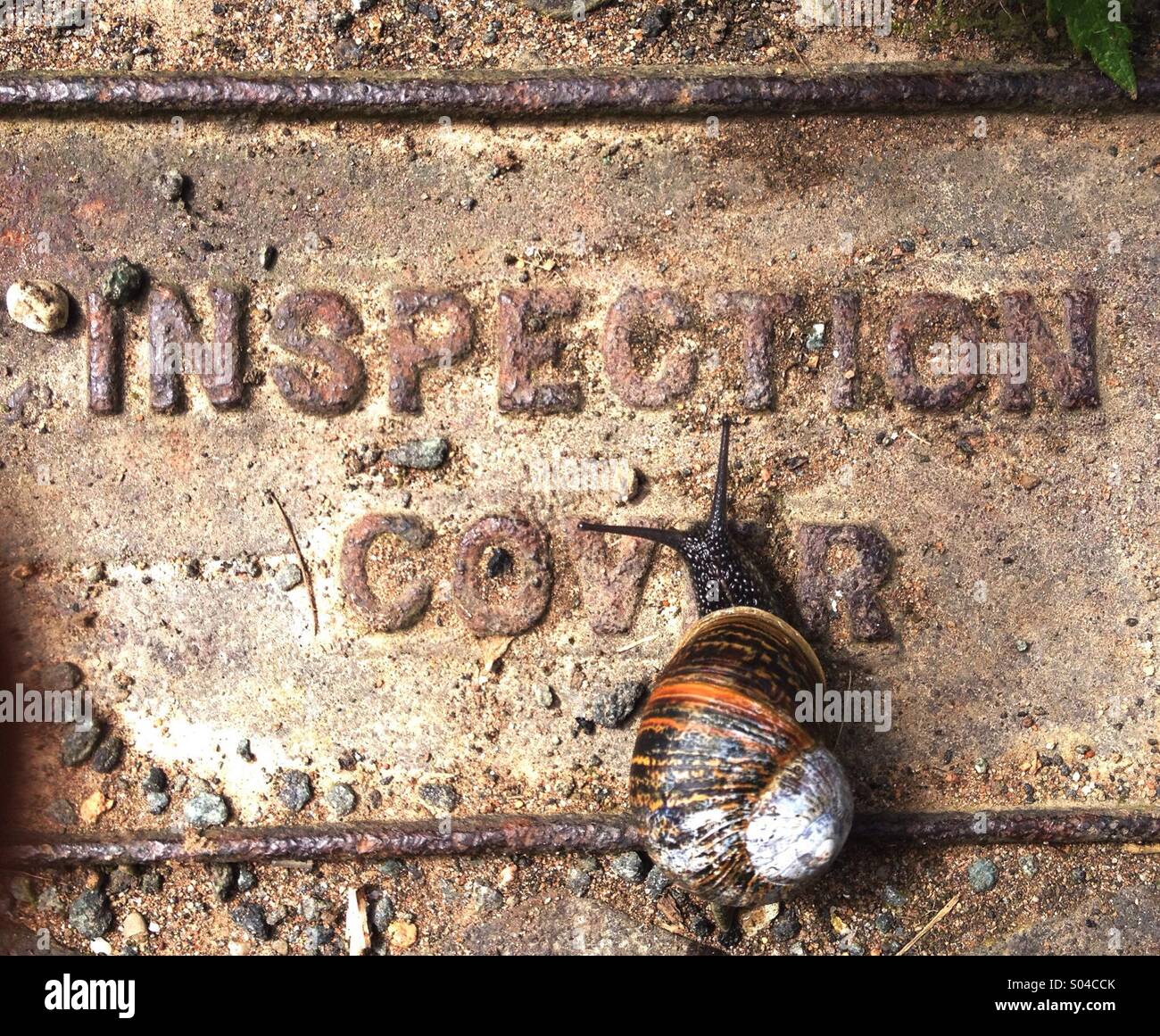 Snail on Drain Cover Stock Photo - Alamy