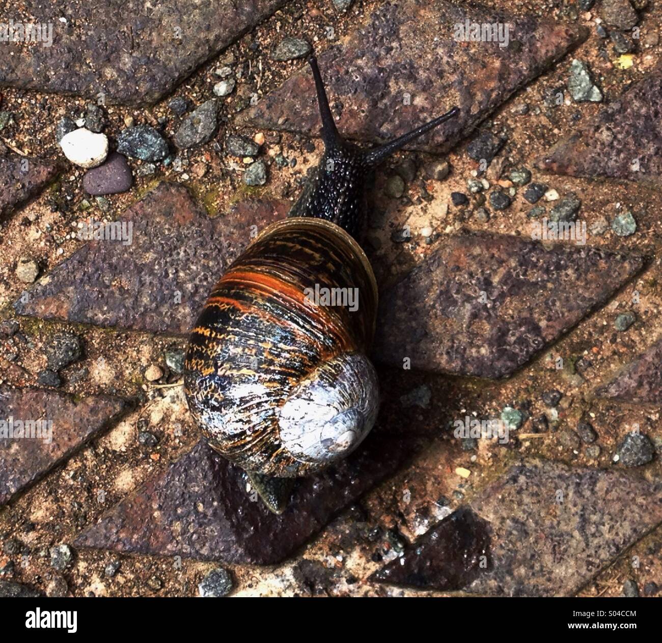 Garden drain cover hi-res stock photography and images - Alamy