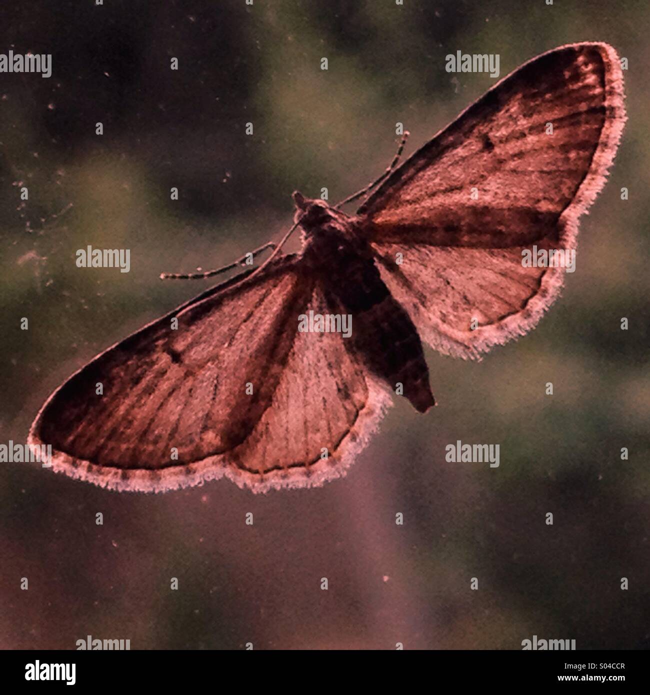 Moth through a Window Stock Photo - Alamy