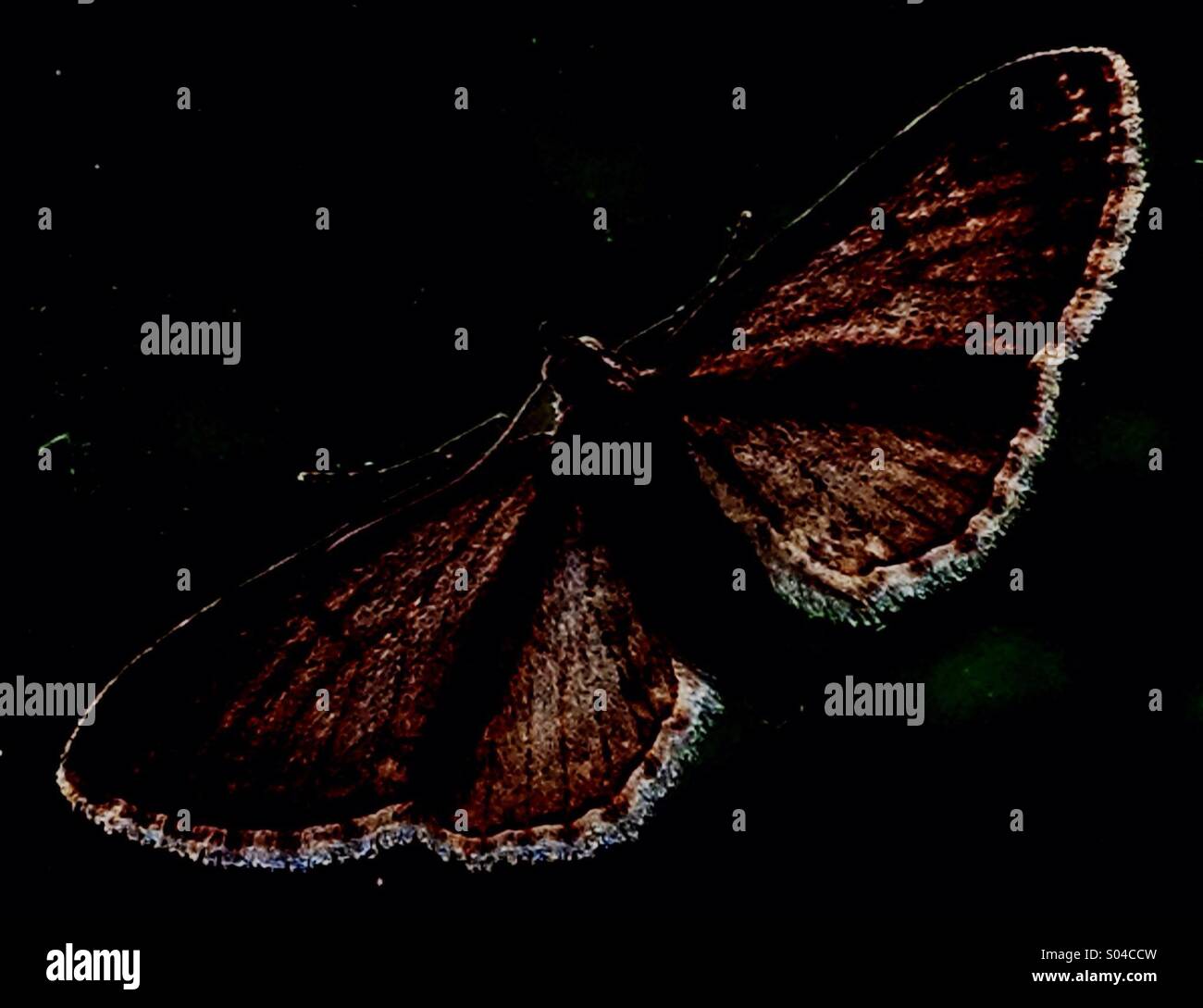 Moth on a Window Stock Photo - Alamy