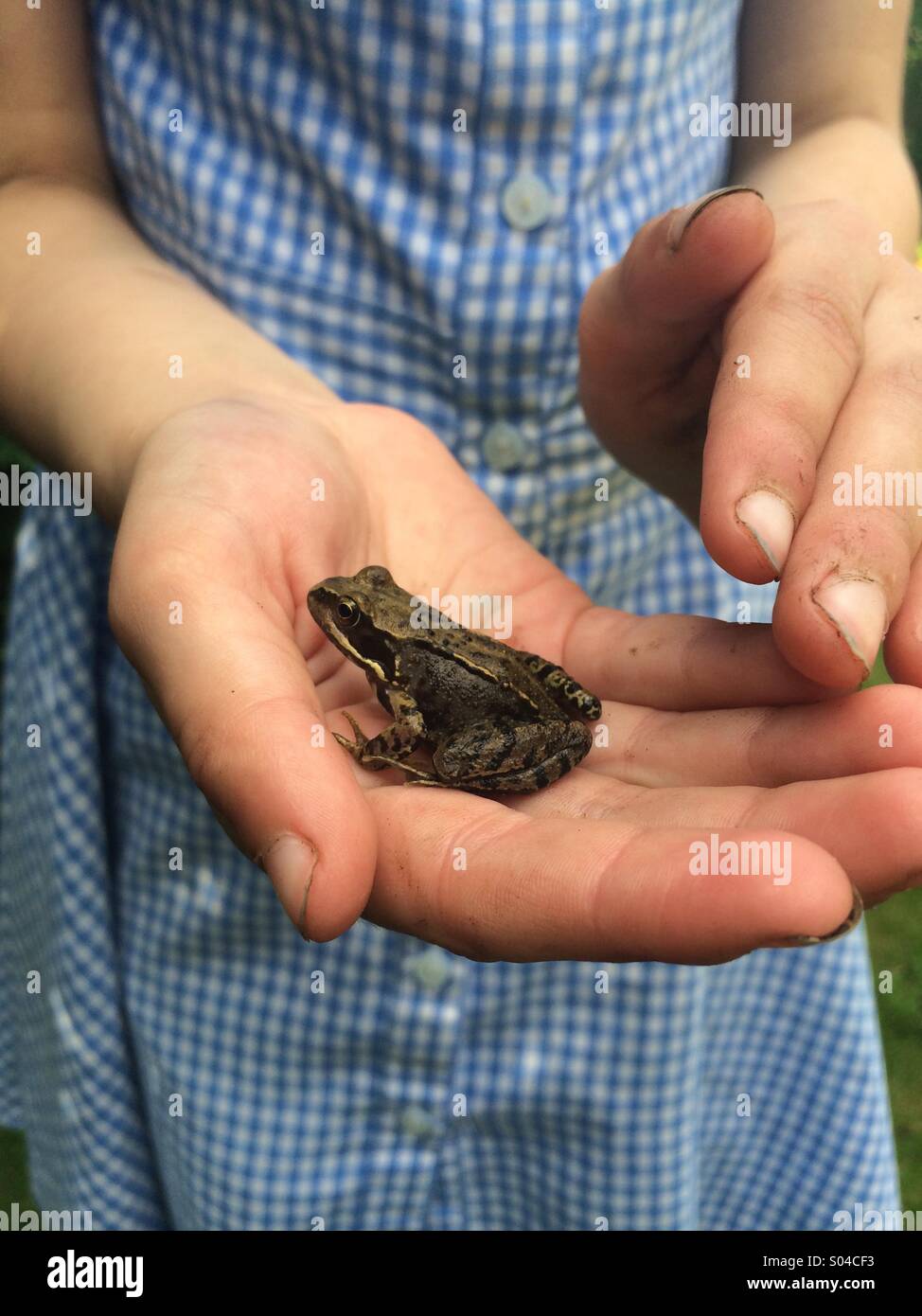 Hands holding a small frog hi-res stock photography and images - Alamy