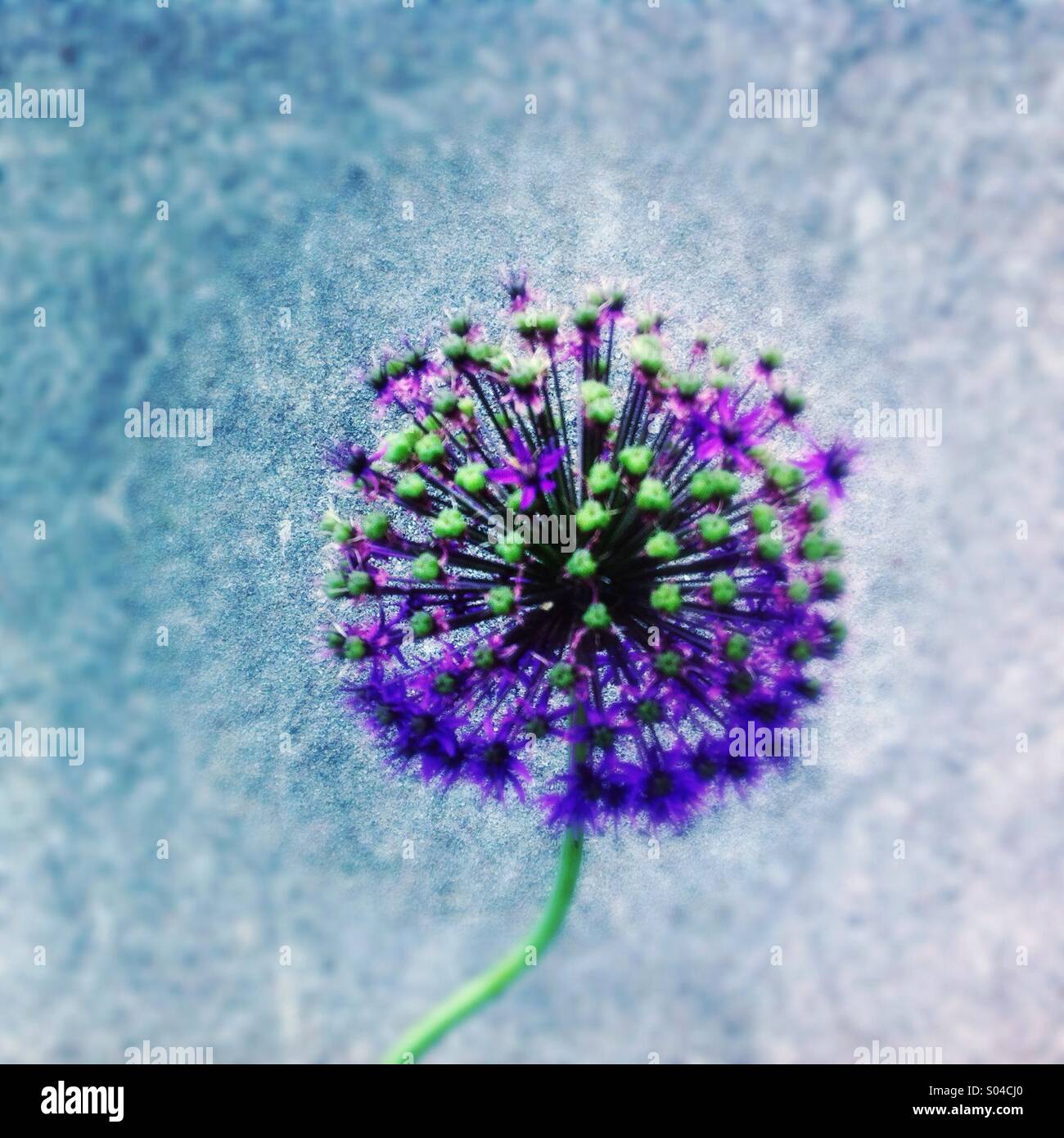 Blue seeds hi-res stock photography and images - Alamy