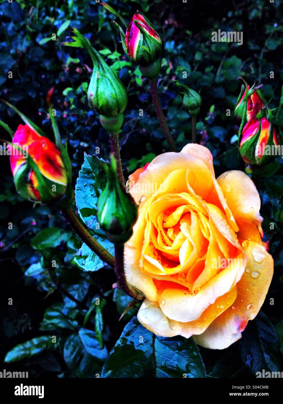 Budding roses bush Stock Photo - Alamy