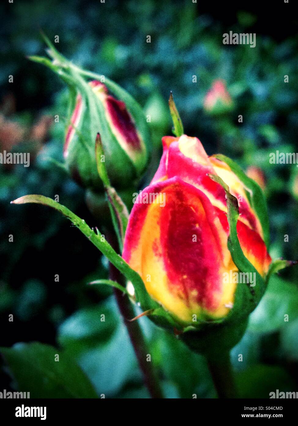 Rosebuds hi-res stock photography and images - Alamy