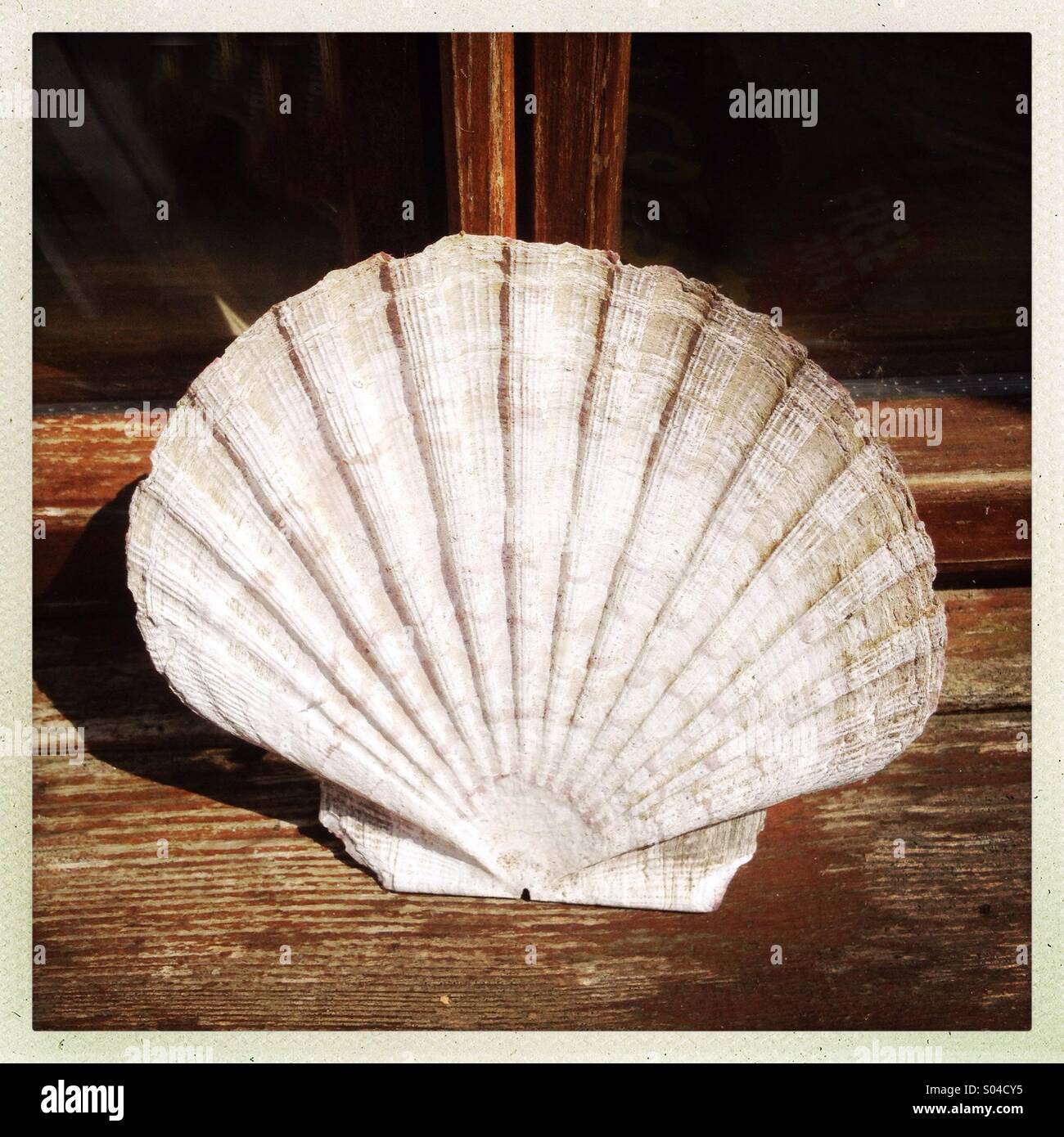 Shell st jacques hi-res stock photography and images - Alamy