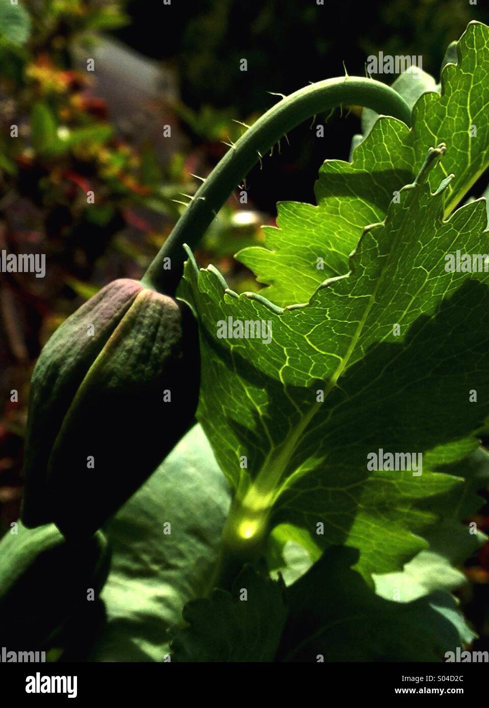 Poppy head hi-res stock photography and images - Alamy