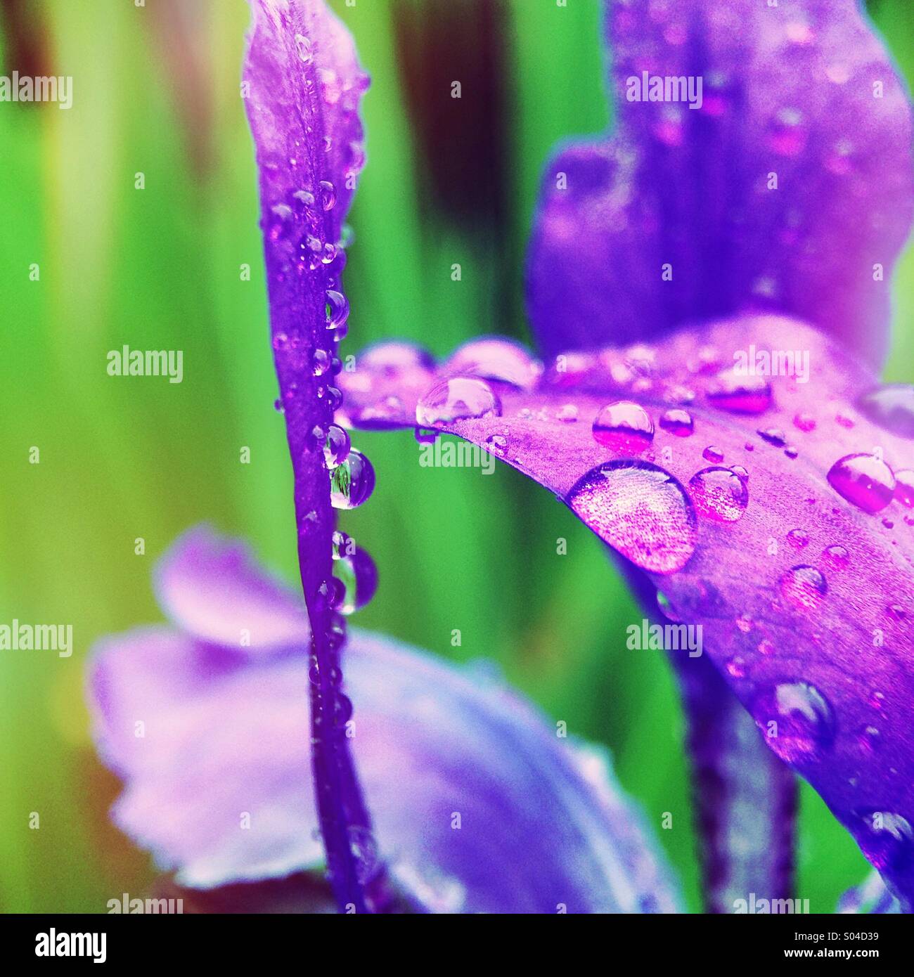 Purple iris flowers close smartphone stock photos and images - Alamy