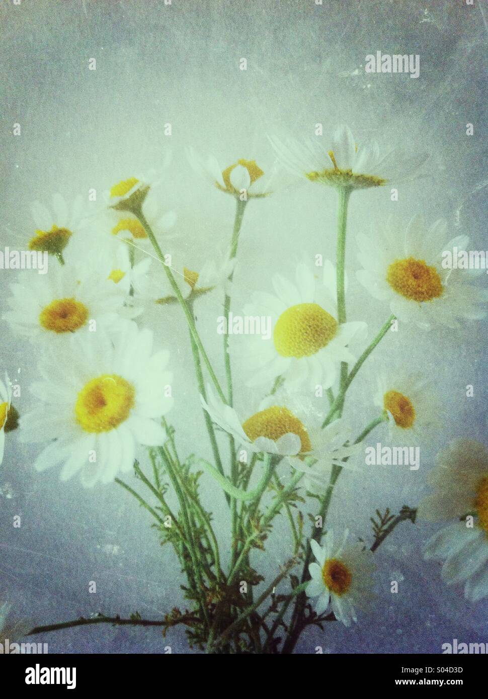 Daisy texture hi-res stock photography and images - Alamy