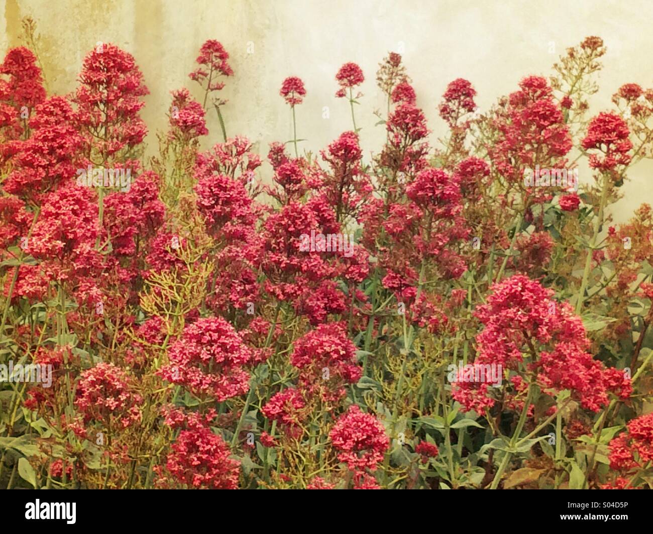 Red spur valerian flowers known as Jupiter's Beard along a wall at ...