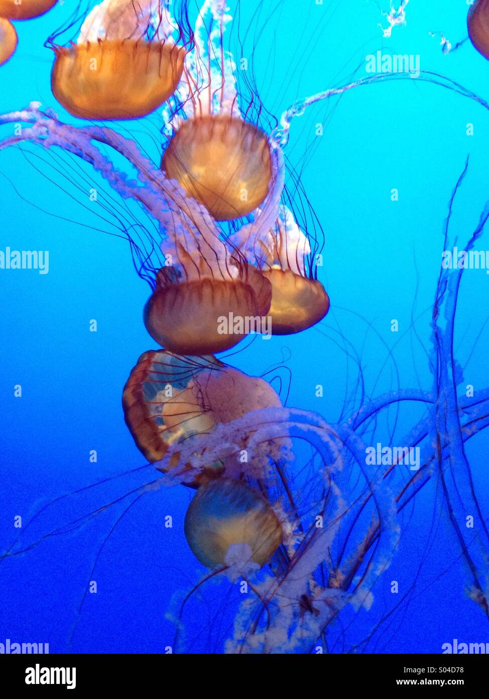 Monterrey bay aquarium hi-res stock photography and images - Alamy