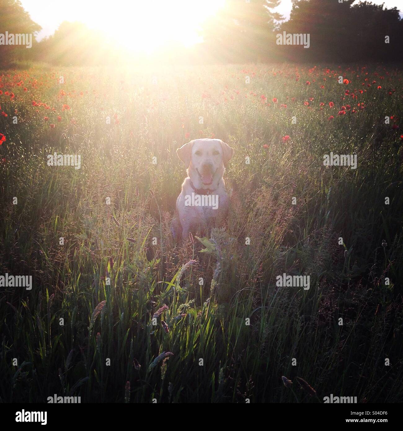 Labrador and sunset hi-res stock photography and images - Alamy
