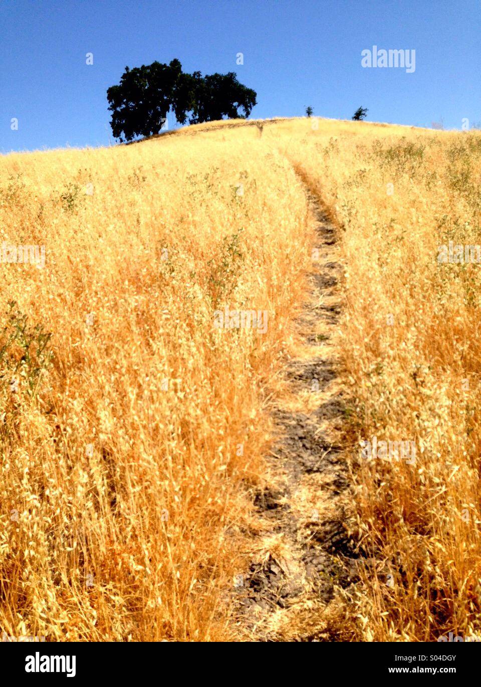 California hillside hi-res stock photography and images - Alamy