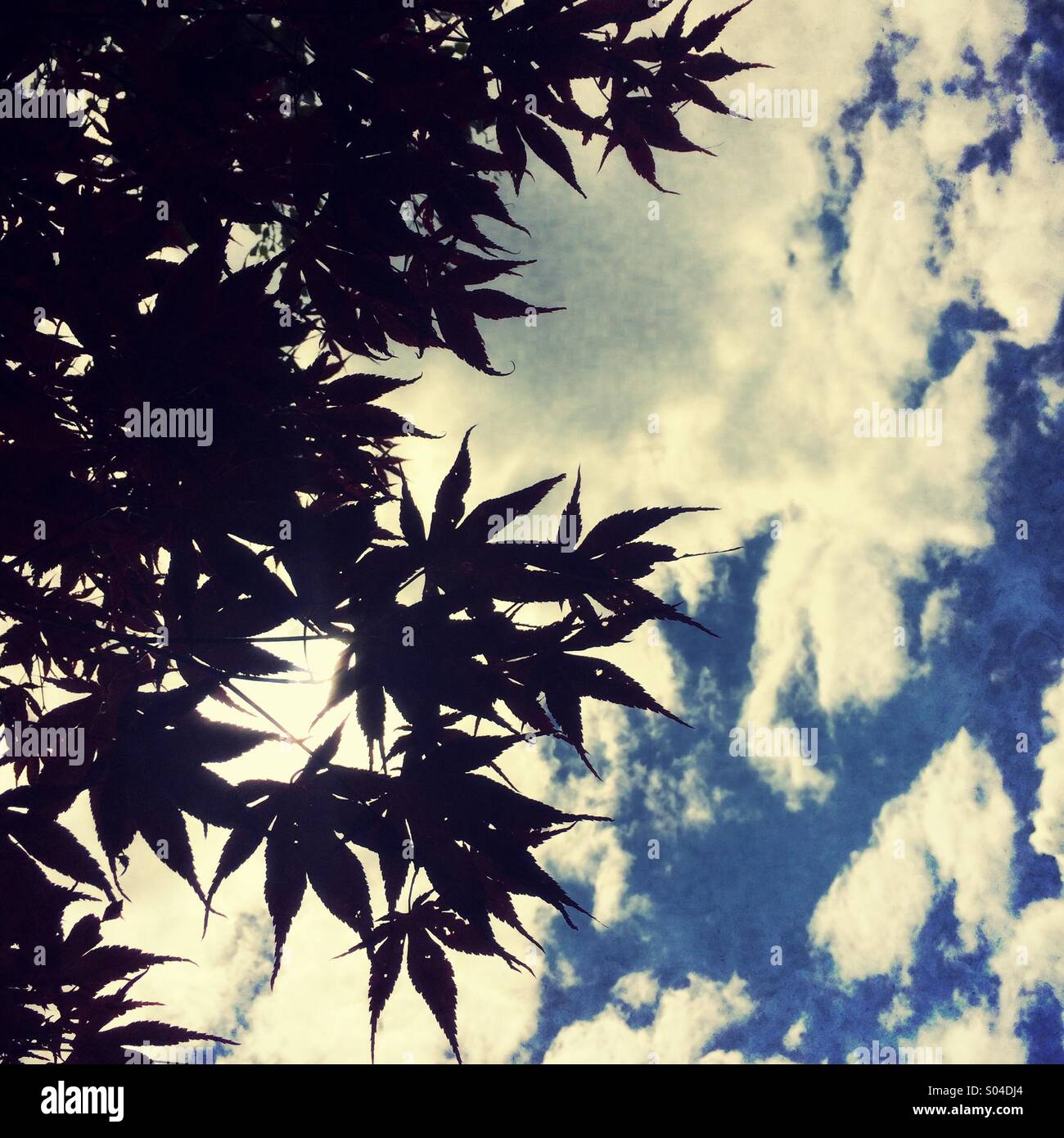 Acer tree silhouette hi-res stock photography and images - Alamy