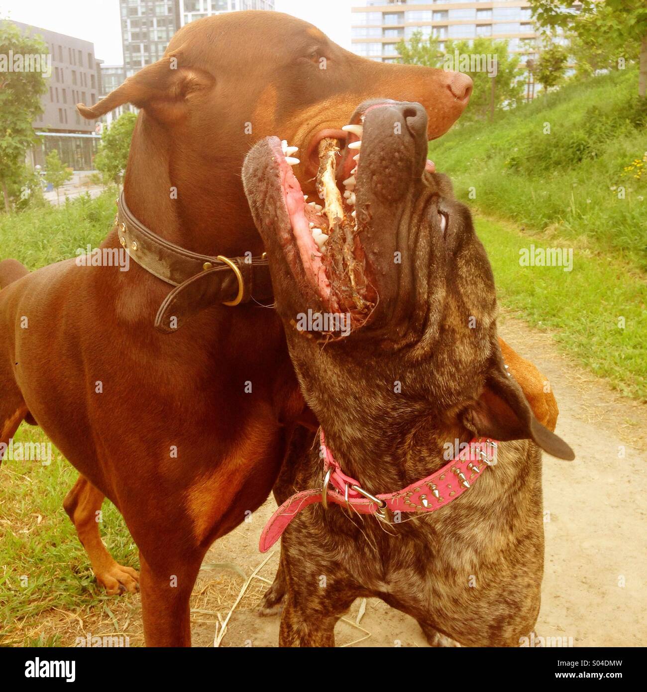 Big dogs hi-res stock photography and images - Alamy