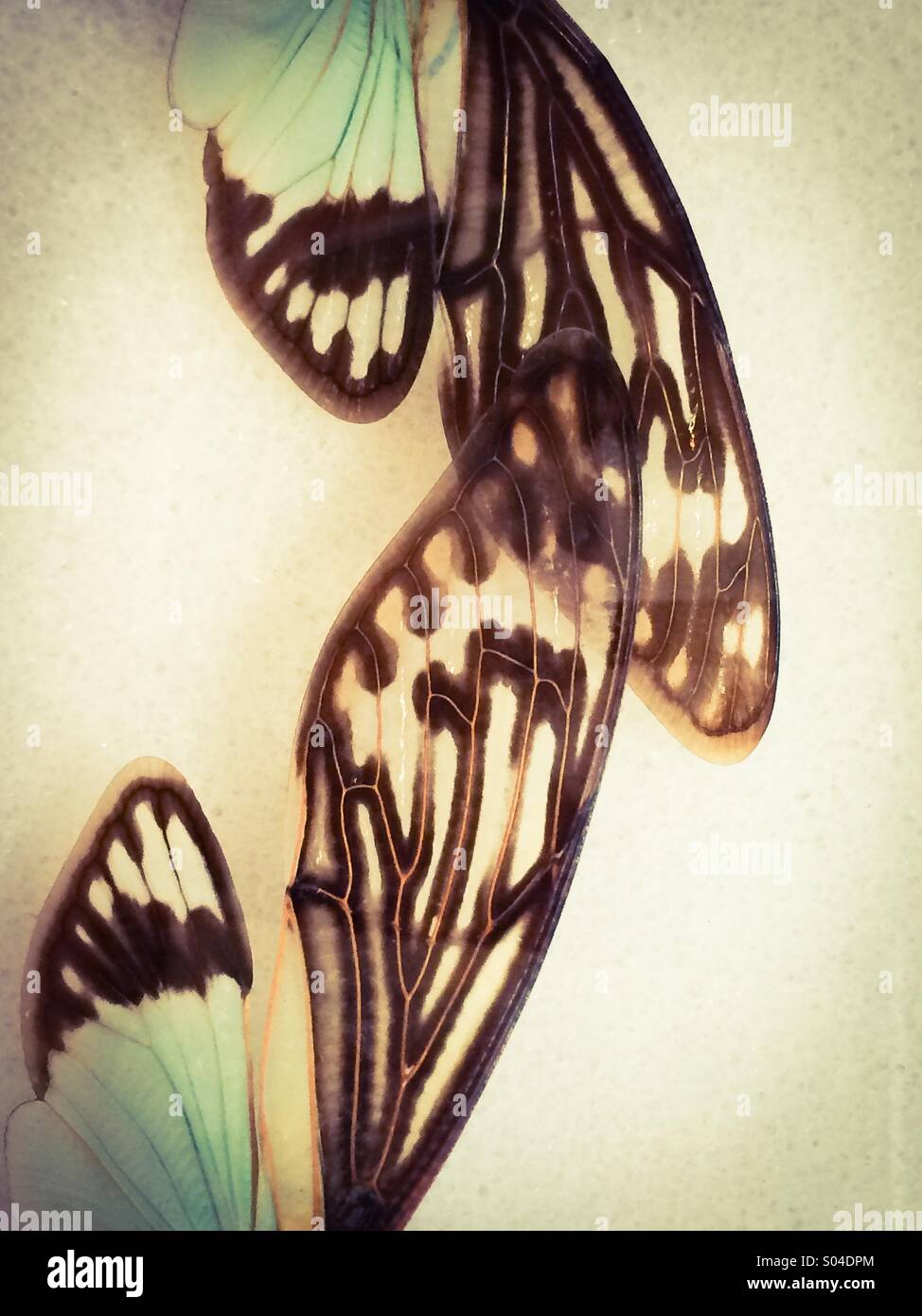 Wings patterns hi-res stock photography and images - Alamy