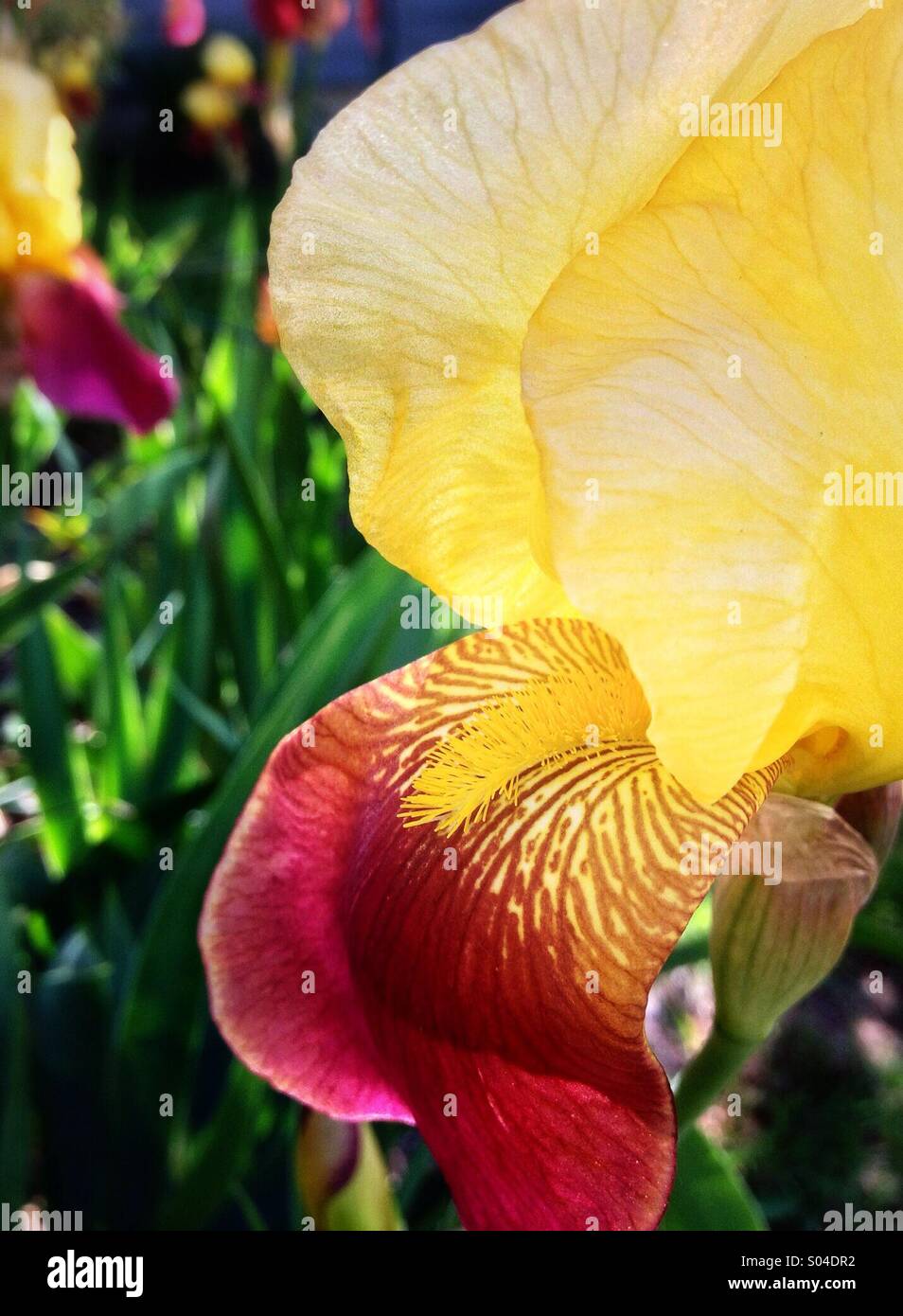 Bearded flower hi-res stock photography and images - Alamy