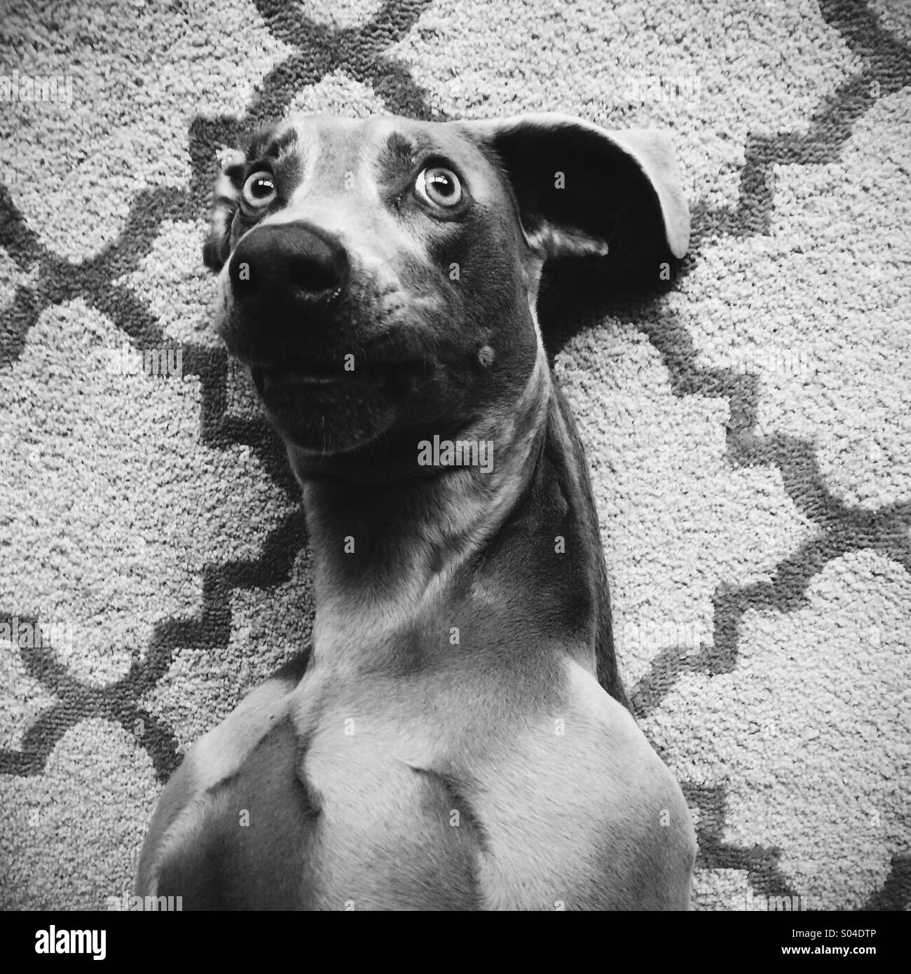 Shocked dog hi-res stock photography and images - Alamy