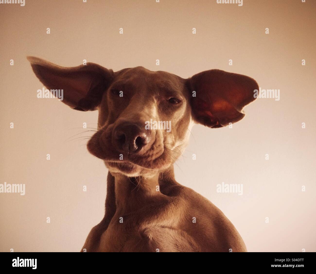 Pet ears hi-res stock photography and images - Alamy