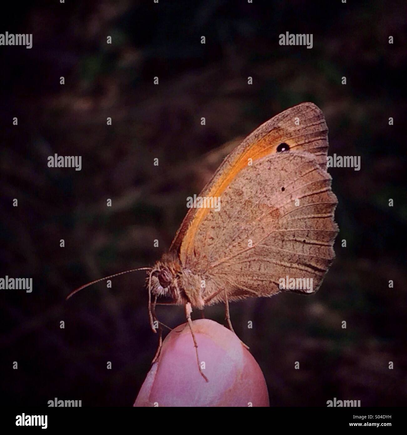 Meadow Brown Butterfly (Maniola jurtina) sitting on fingertip Stock ...