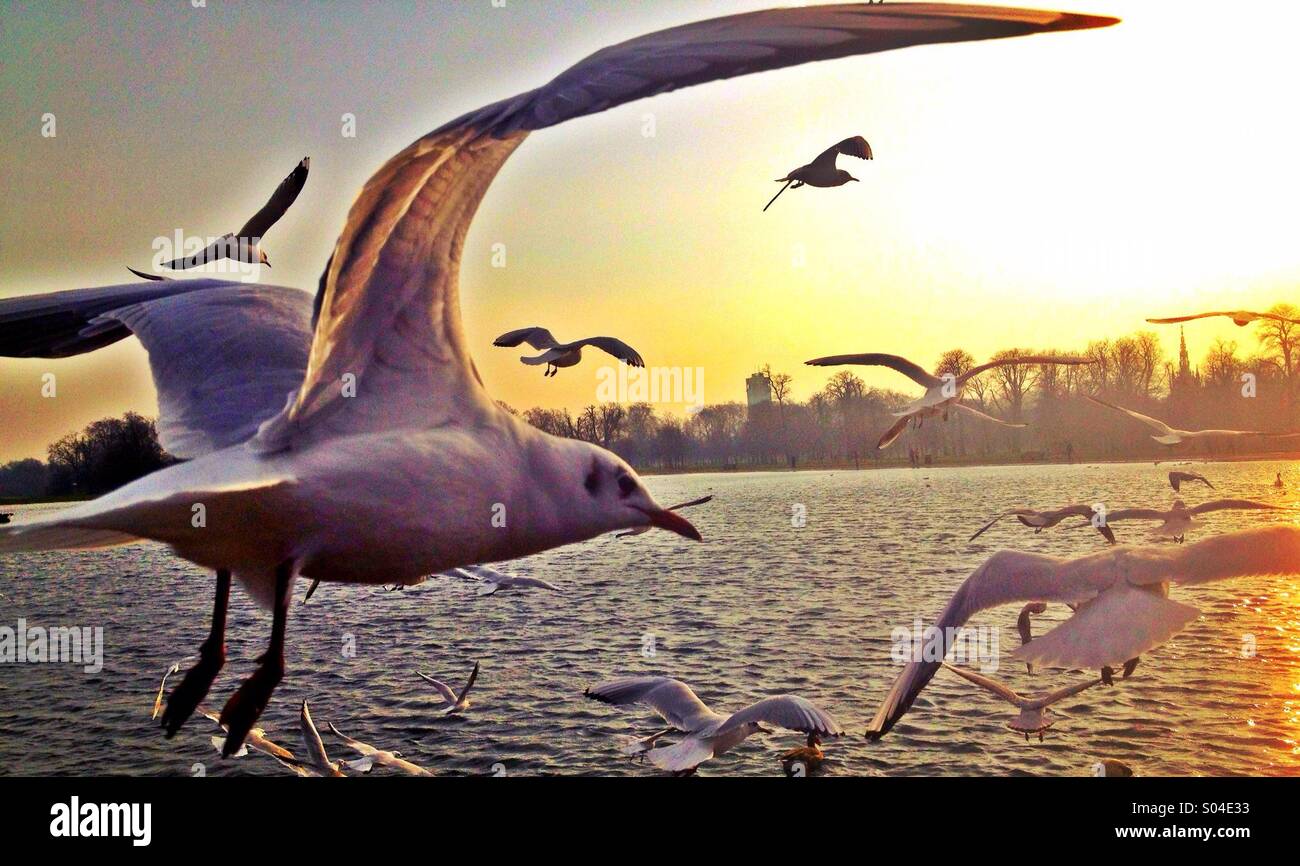 Guls hi-res stock photography and images - Alamy