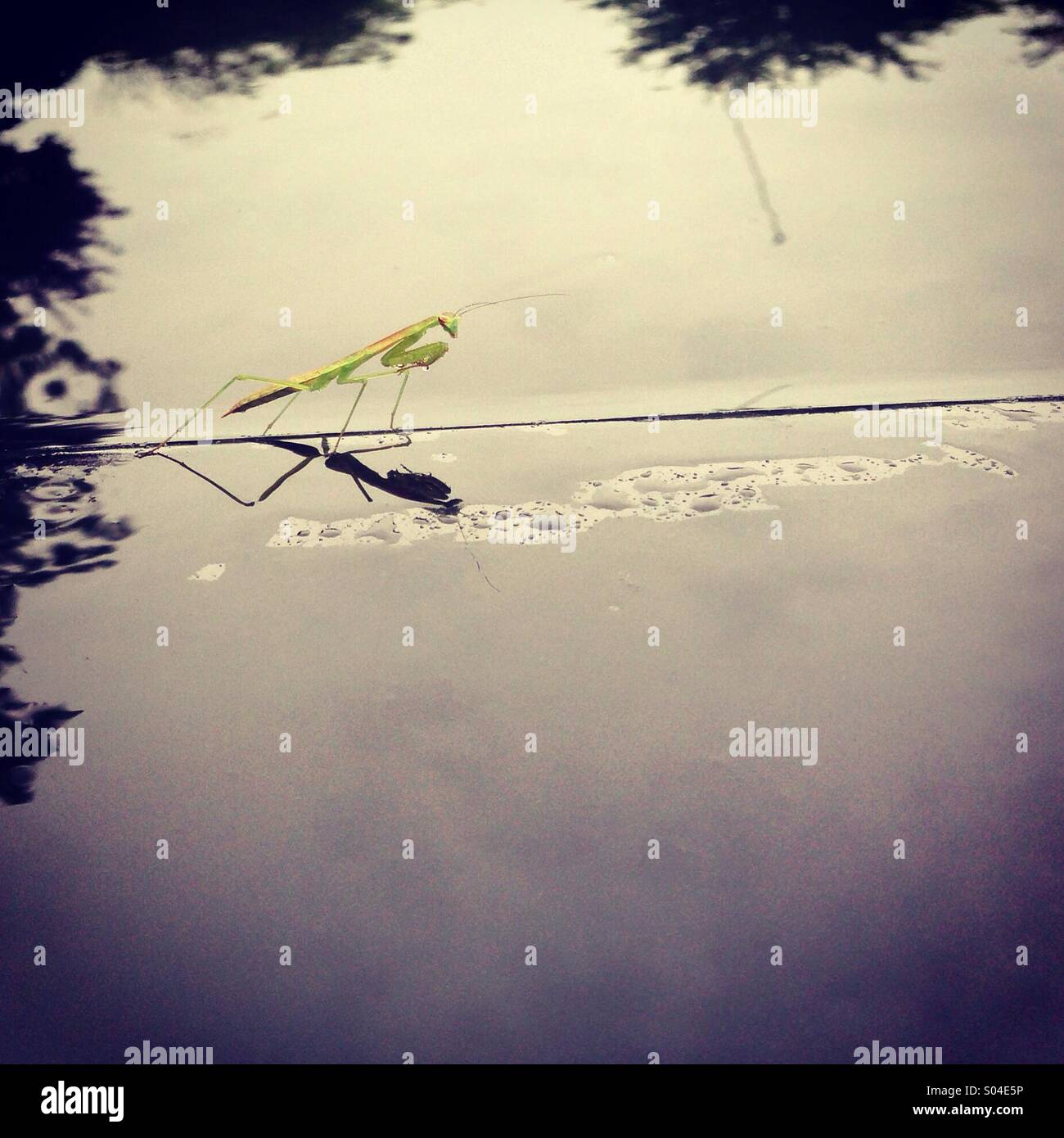 Praying mantis on car Stock Photo - Alamy