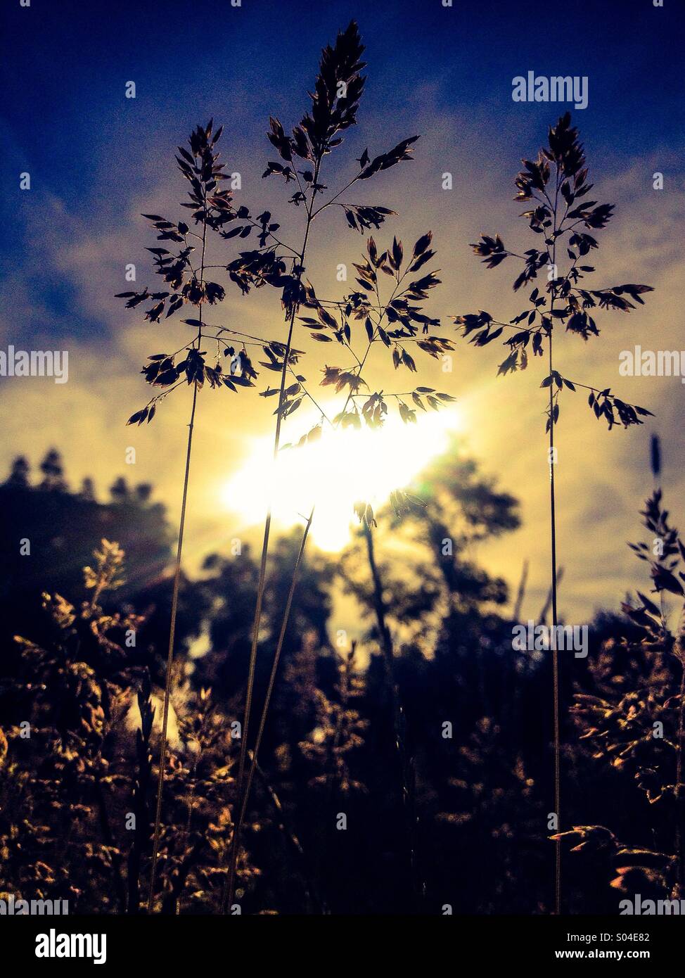 Low level shot of grass seed with sun shining through Stock Photo - Alamy
