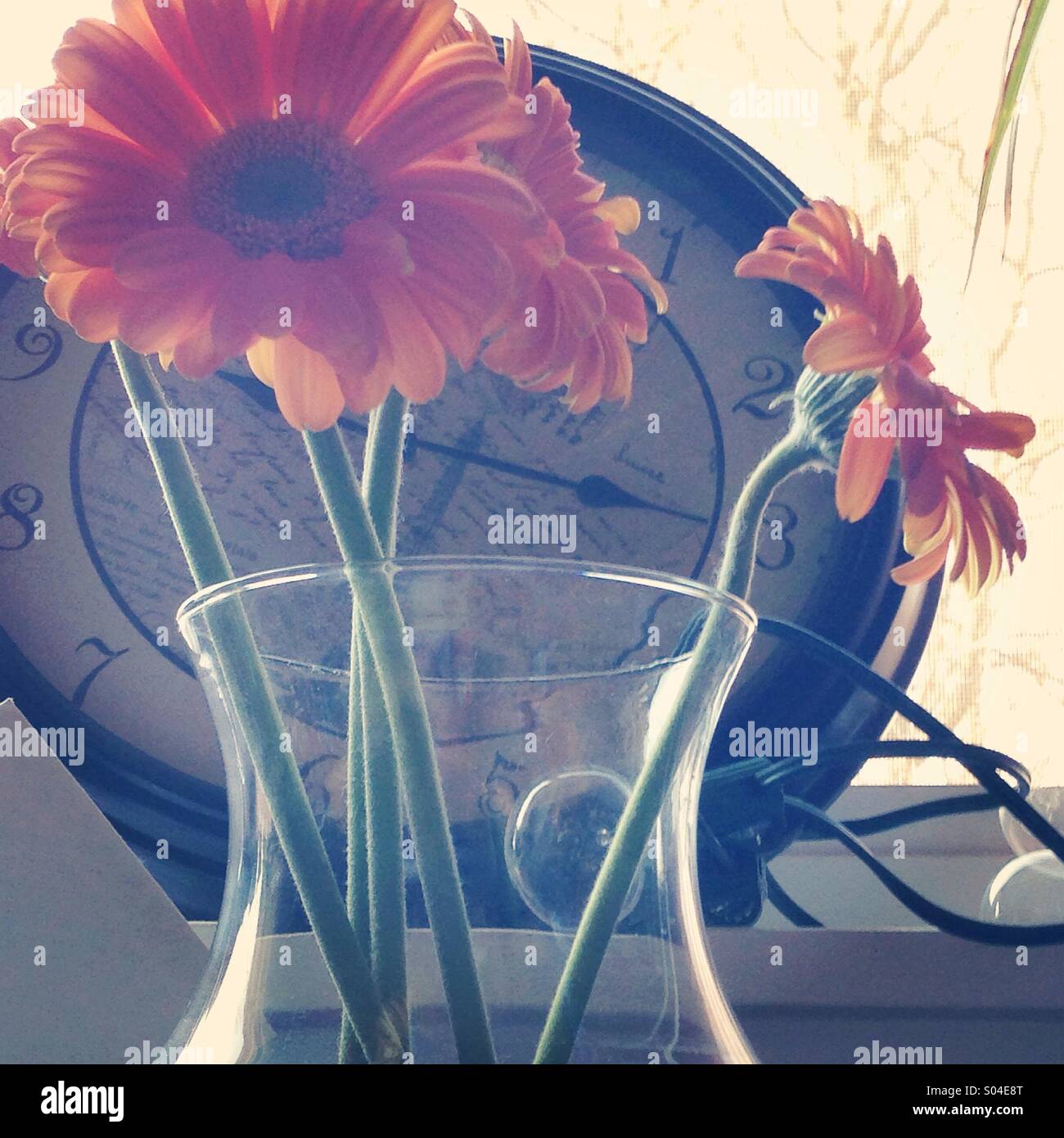 Flowers over time Stock Photo - Alamy