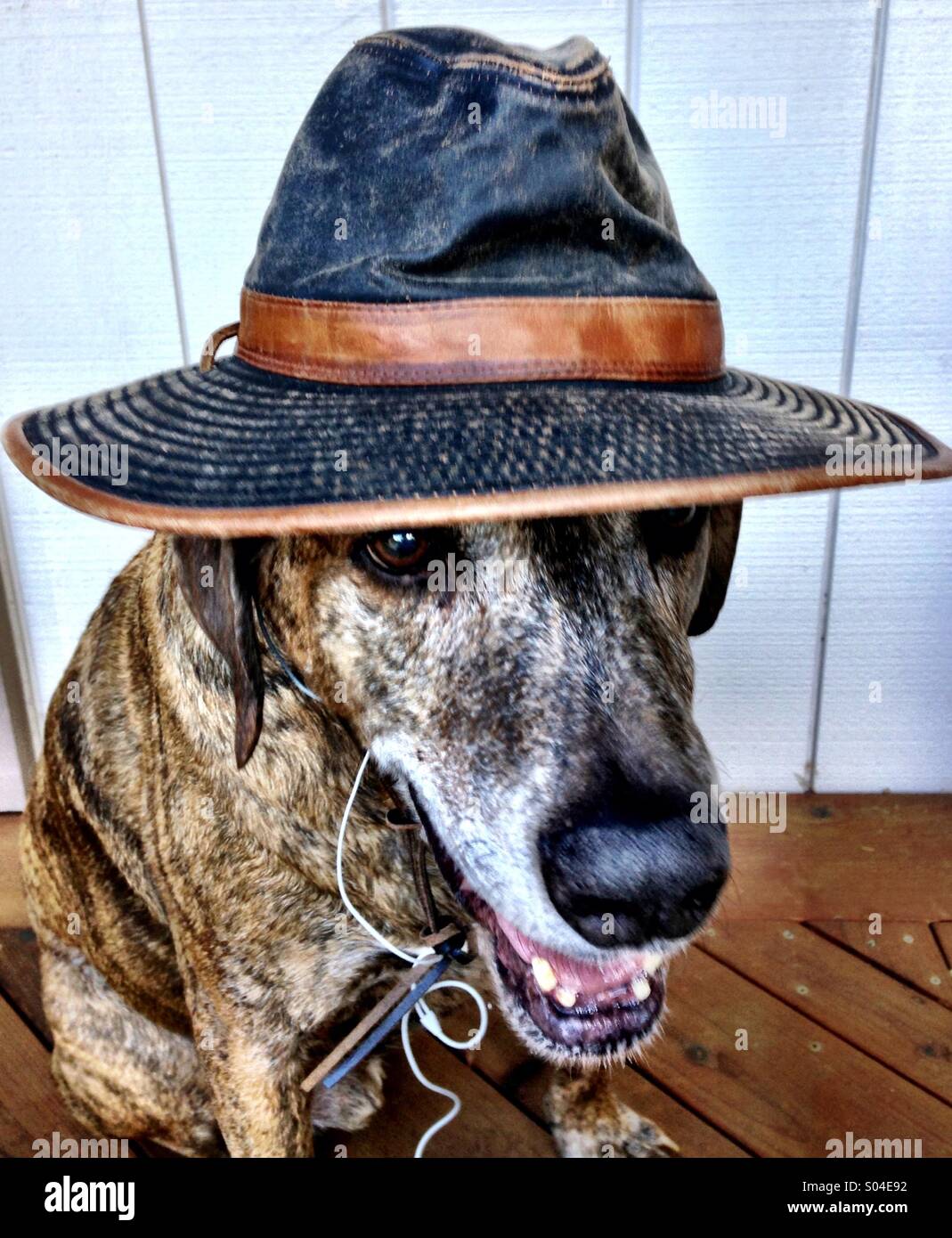 Dog with hat Stock Photo - Alamy