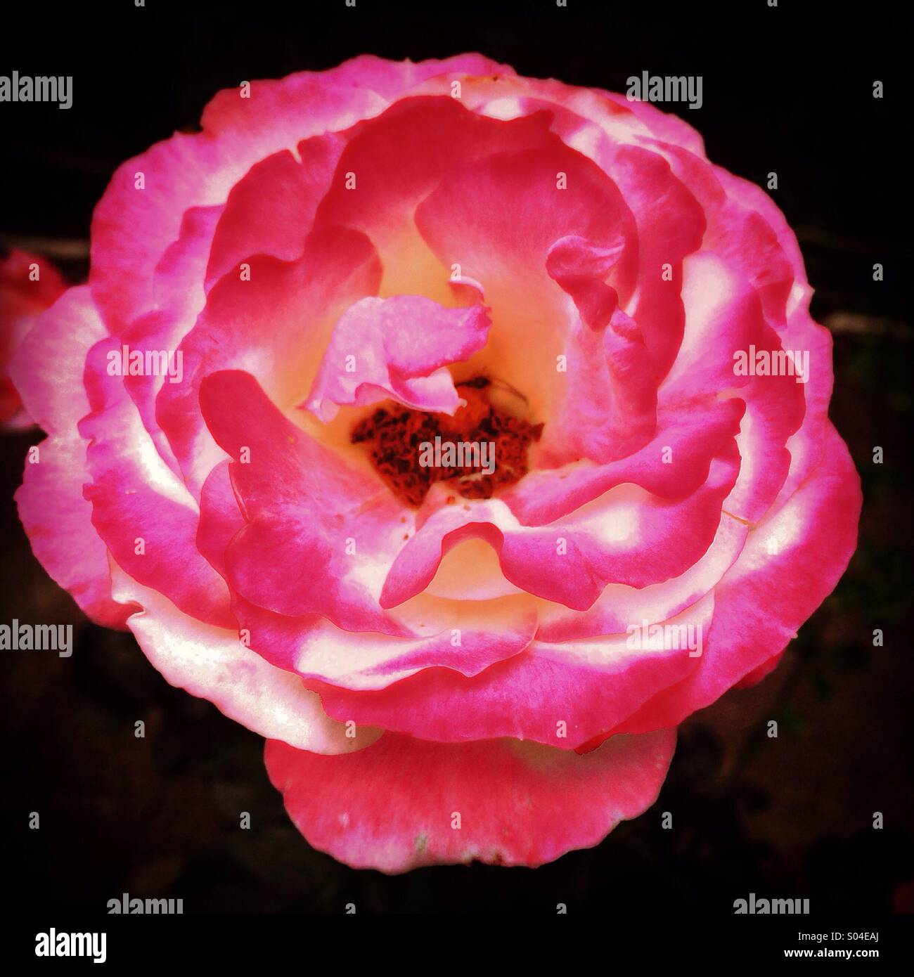 Nice pic hi-res stock photography and images - Alamy