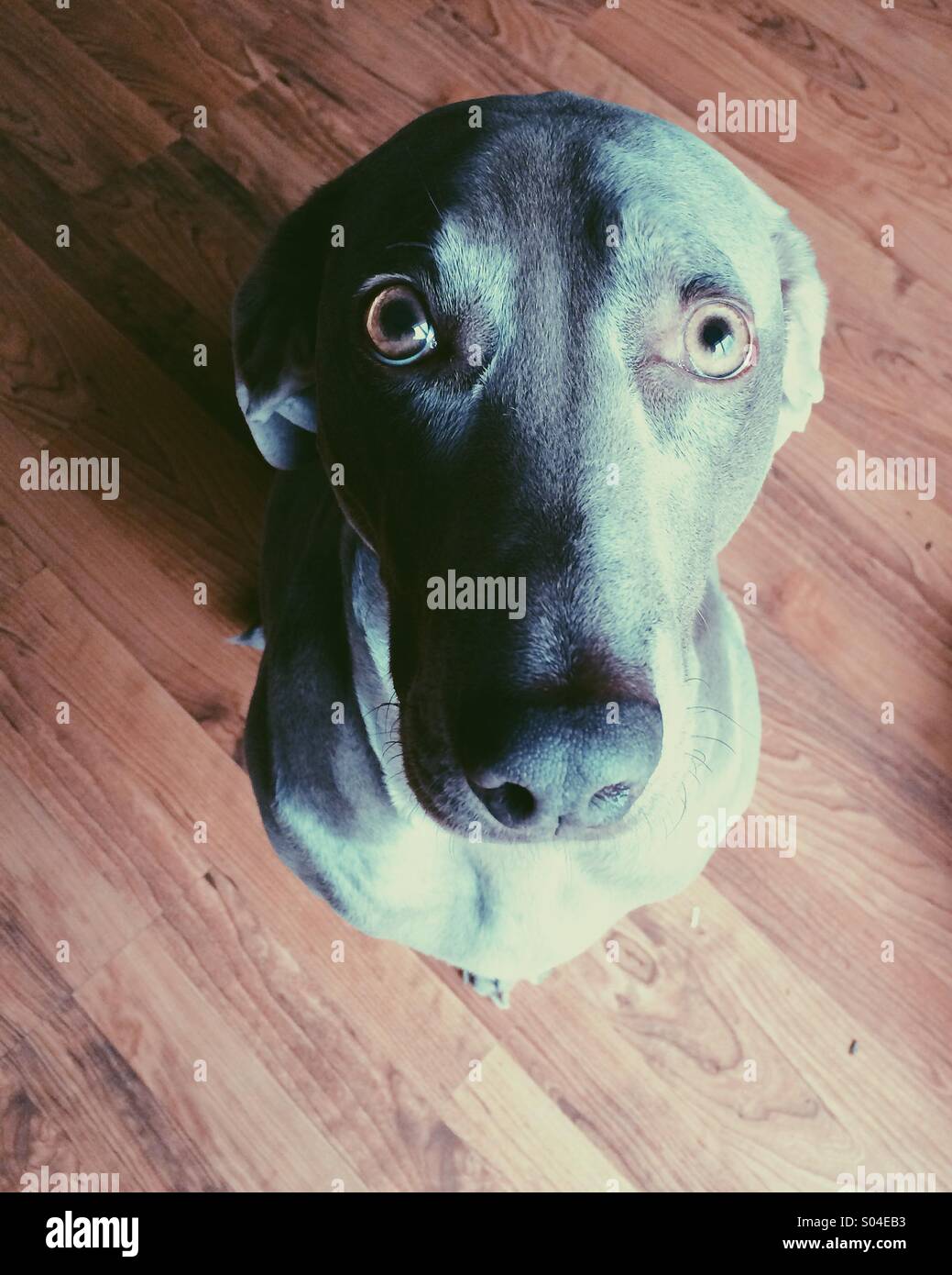 Shameful Hi Res Stock Photography And Images Alamy