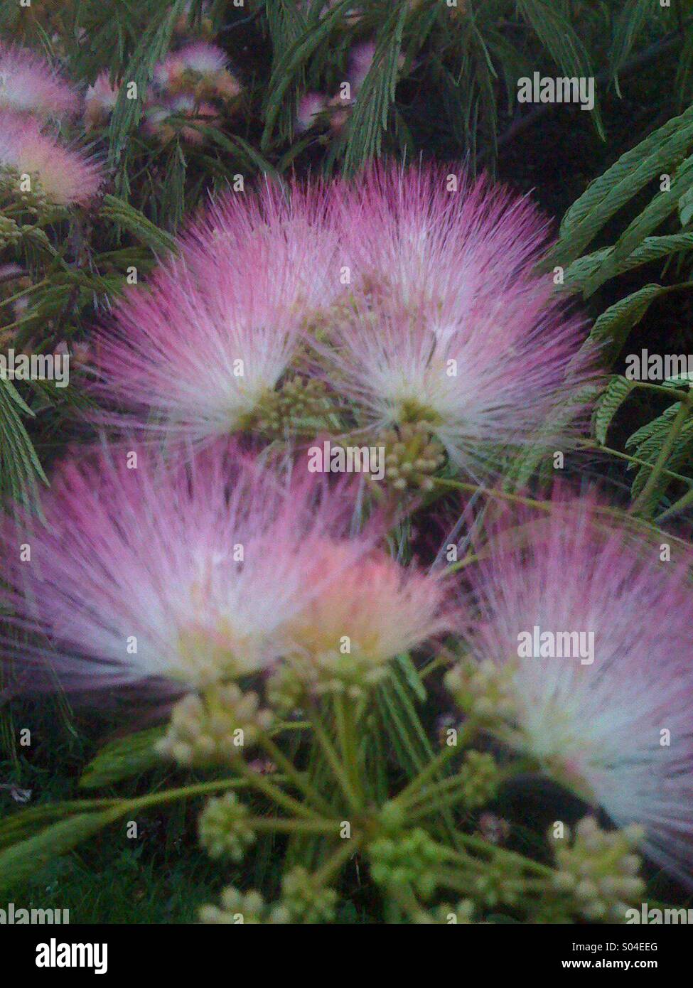 Gradient of flowers hi-res stock photography and images - Alamy