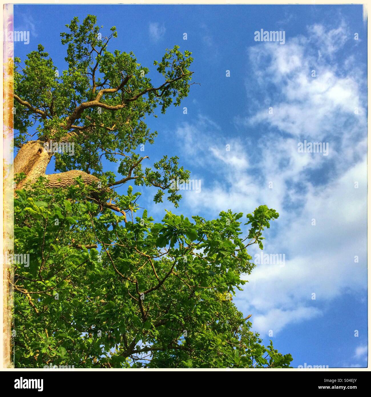 Oak tree and cloudy sky hi-res stock photography and images - Alamy