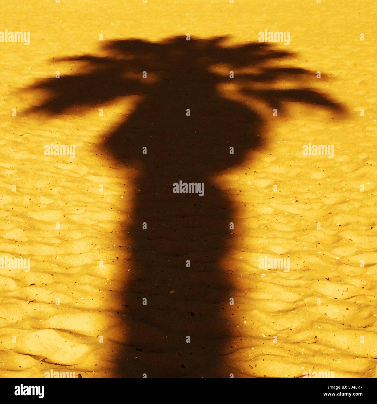Palm Tree Shadow Stock Photo - Alamy