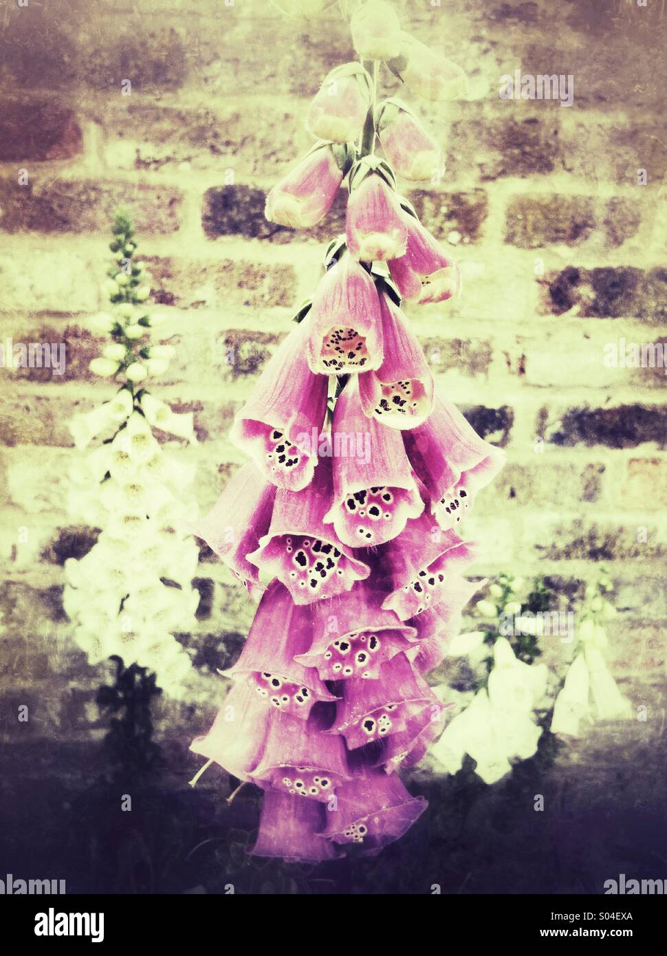 Pink Foxglove High Resolution Stock Photography and Images - Alamy