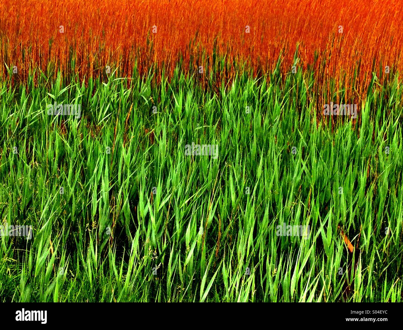 Growing texture hi-res stock photography and images - Alamy