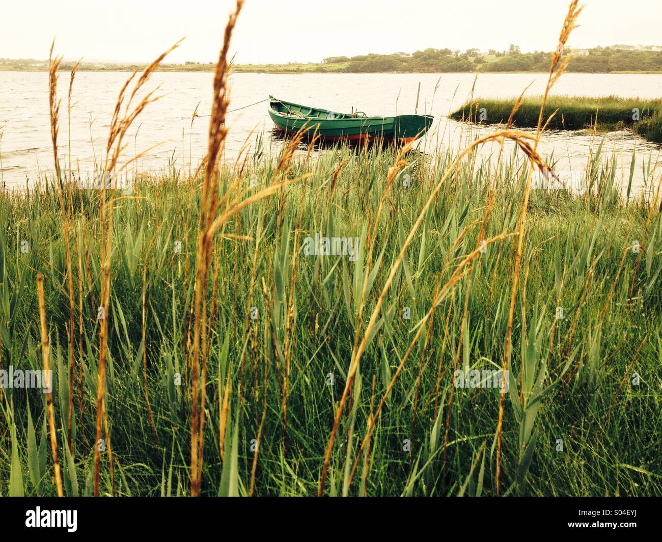 Through the Reeds Stock Photo - Alamy
