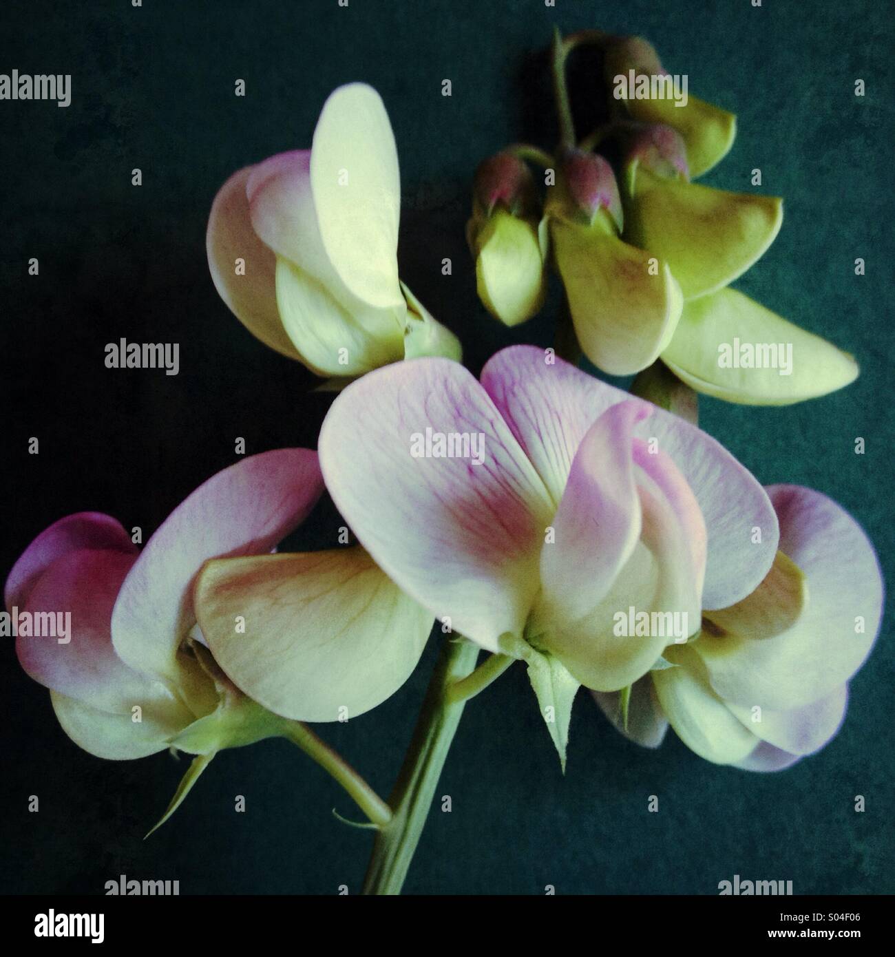 Pea stalk hi-res stock photography and images - Alamy