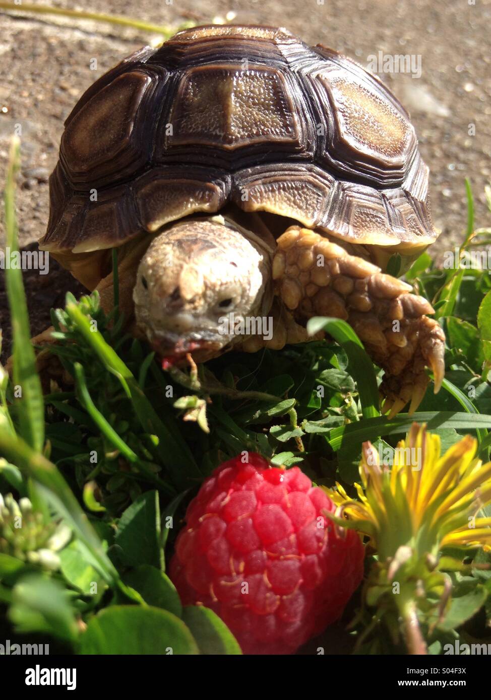 Turtle eating hi-res stock photography and images - Alamy